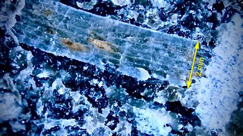 Curious Microfossil For Id Fossil Id The Fossil Forum