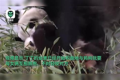 旅俄大熊猫丁丁及其幼崽最新画面：母女俩互相拥抱、不时轻咬对方
