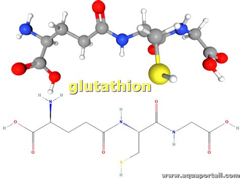 Glutathion Synonymes Et Antonymes
