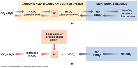 Essential Pharma Documents 1205 Buffer Capacity