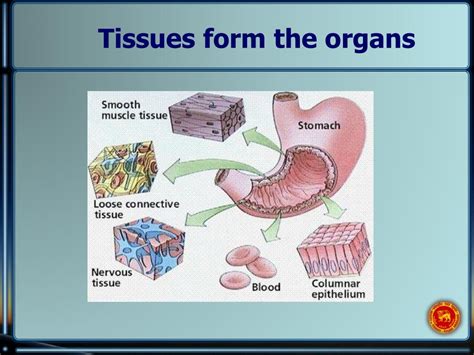 Ppt Cells Tissues Organs And Systems Powerpoint