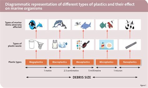The Hidden Dangers Of Microplastics Mindful Wellness