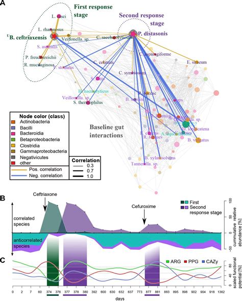 Antibiotics Induced Monodominance Of A Novel Gut Bacterial Order Gut