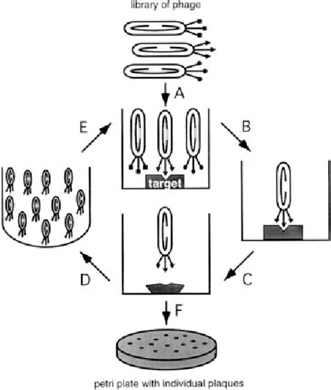 figure 1 from screening phage displayed combinatorial peptide libraries