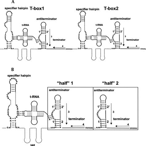 Comparative Genomic Analysis Of T Box Regulatory Systems In Bacteria