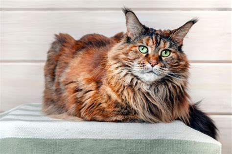 Cat Battle European Maine Coon Vs American Maine Coon