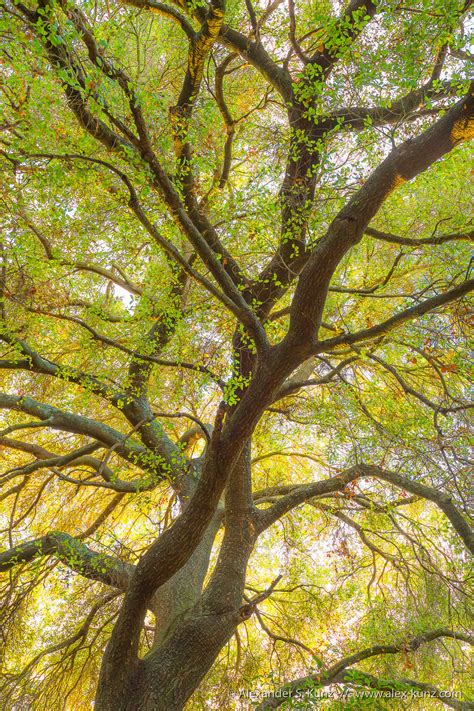Coast Live Oak Dna Alexander S Kunz Photography