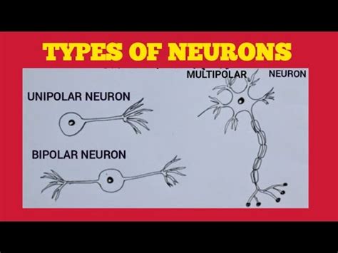 How To Draw Types Of Neurons Easily X Science YouTube