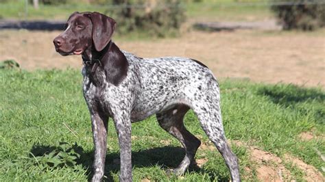 Dog English Pointer