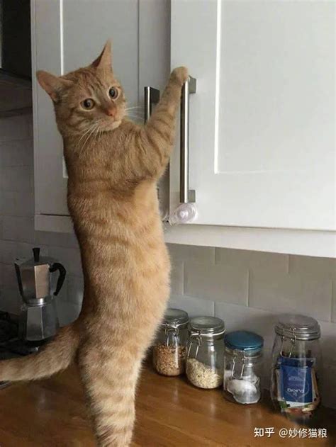 一般“低智商”的猫，都有这些特征，你家猫有吗？ 知乎