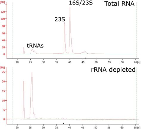 Figure 3 From Methodology For Ribosome Profiling Of Key Stages Of The Caulobacter Crescentus