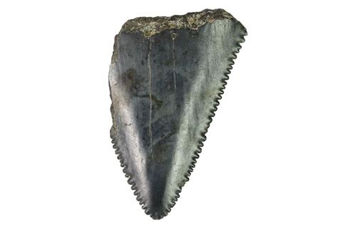 14 Serrated Fossil Great White Shark Tooth South Carolina 164769 For Sale