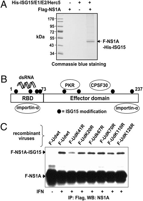 Isg15 Conjugation System Targets The Viral Ns1 Protein In Influenza A
