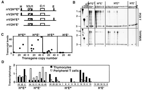 A Schematic Depiction Of Rrv2 Constructs Hsa H And 3′ecγ1 E Are