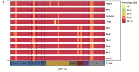 Esplora Article Immunity To SARS CoV Understanding T Cell Epitopes