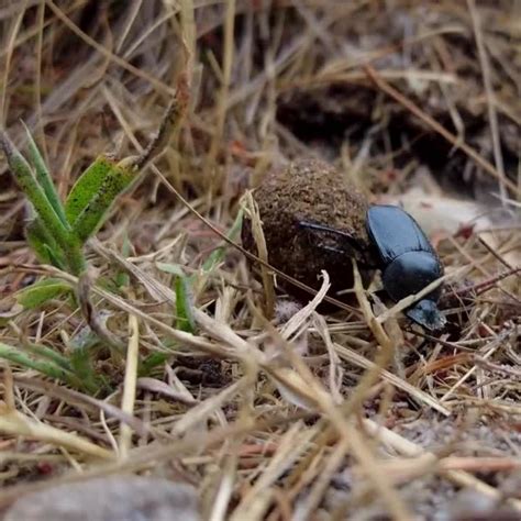 Zoe Melchizedek On Linkedin Dedication Matures And Empowers Seed Gallery