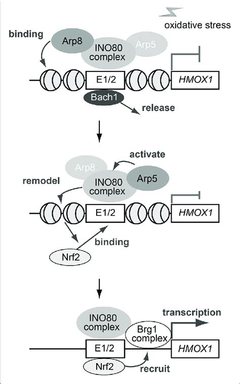 A Schematic Model Depicting The Roles Of Arp5 And Arp8 In The Download Scientific Diagram
