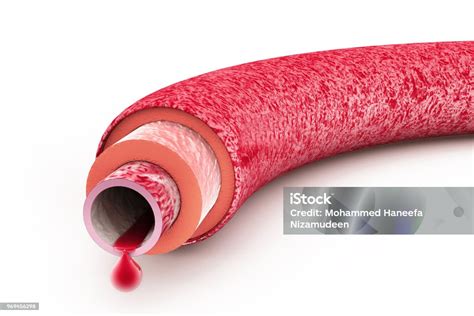 Anatomie Van Een Slagader Met Bloedcellen Stockfoto En Meer Beelden Van