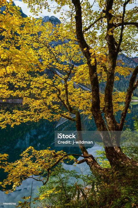 맑고 투명한 물과 반사와 평화로운 가을 알프스 산 호수 근처 큰 단풍 나무 고소센 또는 Vorderer 고사우제 호수 어퍼 오스트리아 0명에 대한 스톡 사진 및 기타 이미지