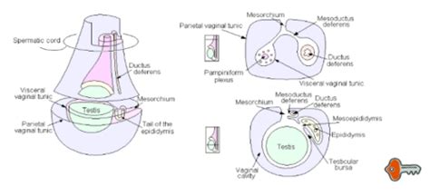 Male Sex Anatomy Flashcards Quizlet