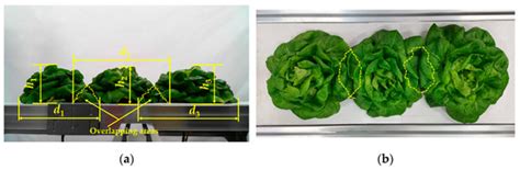 Agronomy Free Full Text A Visual Method Of Hydroponic Lettuces Height And Leaves Expansion