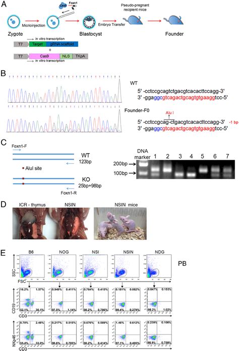 Generation And Characterization Of Foxn1 Deleted Nsin Mice A