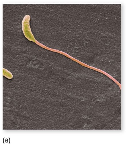 Chapter Part External Structures Of Prokaryotes Flashcards Quizlet