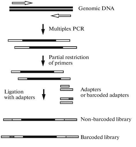 The Scheme Of Preparation Of Libraries For Sequencing Using Ampliseq Download Scientific