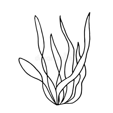珊瑚例证查出海草向量 向量例证 插画 包括有 20574637
