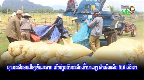 ຊາວກະສິກອນເມືອງຍົມມະລາດ ເກັບກ່ຽວຜົນຜະລິດເຂົ້ານາແຊງ ສໍາເລັດແລ້ວ 316