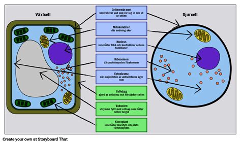 Geografi Infographic 4 Storyboard Por Sv Examples