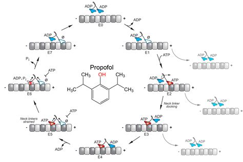 Research Uncovers A Novel Mechanism Of Common Anesthetic Propofol