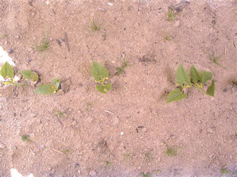 Vegetable Crops Dataset Object Detection Dataset By Guy Coleman