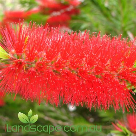 Callistemon Viminalis ‘prolific Abundant Red Bottlebrush For Hedges Sunshine Coast Nursery