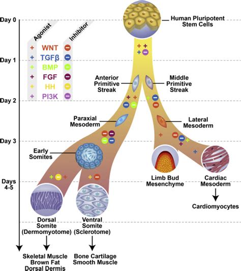 Mesoderm Cooked Up Fast And Served To Order Cell Stem Cell