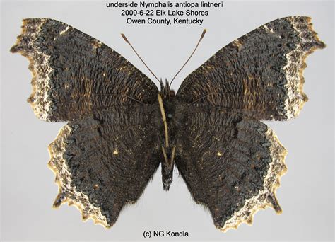 Mourning Cloak Nymphalis Antiopa Linnaeus 1758 Butterflies And