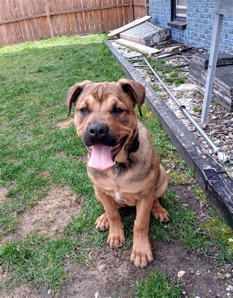 🐾🐶 Introducing The Majestic Rottweiler Cane Corso Mix 🐶🐾 Rrottweiler