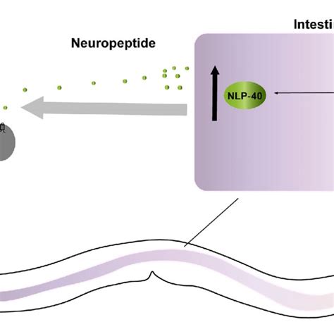 A Model Describing Synaptic Assembly Regulated By A Wnt Neuropeptide