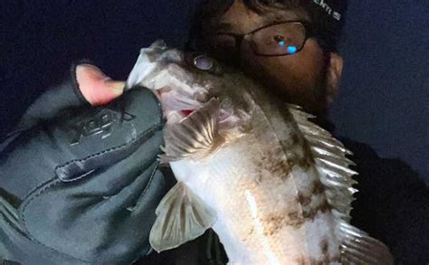 仕事帰りのメバリングで25cm級メバル【福岡・志賀島】クーラー無しだと釣れる？ Tsurinews
