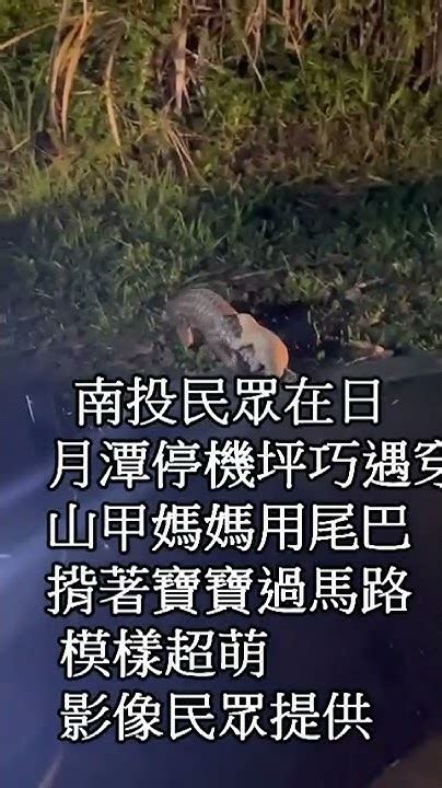 日月潭出現保育動物穿山甲媽媽用尾巴揹著寶寶過馬路萌樣爆表！ Youtube