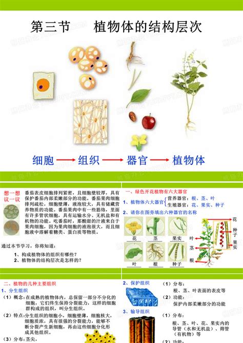 植物结构层次PPT模板下载 编号lmyvdbwm 熊猫办公