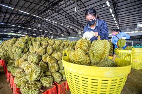 คลิกคลิป การส่งออกทุเรียนของไทยมีแนวโน้มทำสถิติสูงสุดเป็นประวัติการณ์
