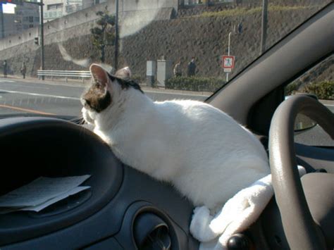 фото приколы новые и лучшие приколы самые смешные прикольные фотографии и юмор в картинках