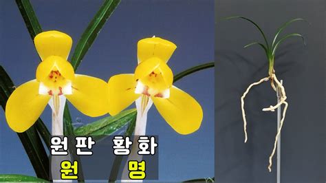 제40편 원명[판매완료][난초 좋은난 건강한난 화소정 힐링 취미 한국춘란 춘란판매 난초배양 난초물주기 난병해 무료 나눔 신지식인 튼튼한난 명명품 춘란 난분갈이 도시농업 귀농