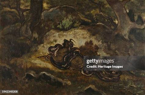 Python Crushing A Gnu Circa 1850s 1860s The Setting Is The Forest