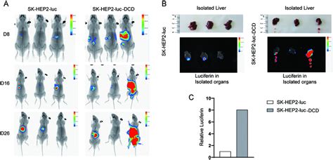Detection Of Hcc Cell Metastasis In Sk Hep 1 Cell Xenografts In Download Scientific Diagram