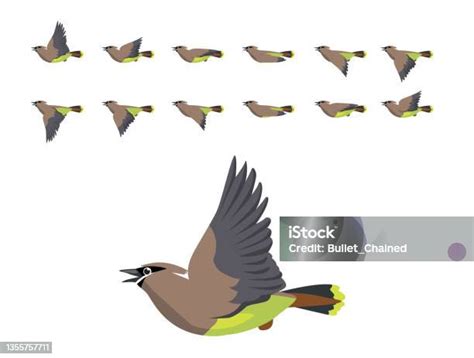 애니메이션 카데르 왁스 윙 비행 귀여운 만화 벡터 일러스트 날기에 대한 스톡 벡터 아트 및 기타 이미지 날기 벡터 새 Istock