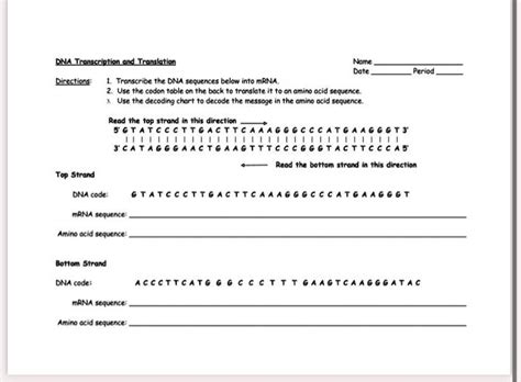 SOLVED DNA Ironscription 04dInonslation Name Datc Period Direolons Transcribe The DNA