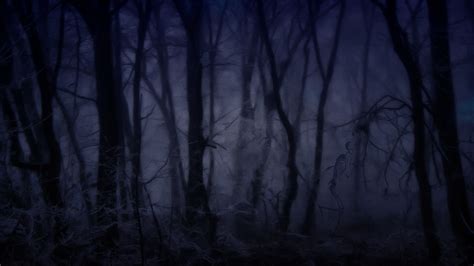 Creepy Forest Wallpapers 4k Hd Backgrounds On Wallpaperbat