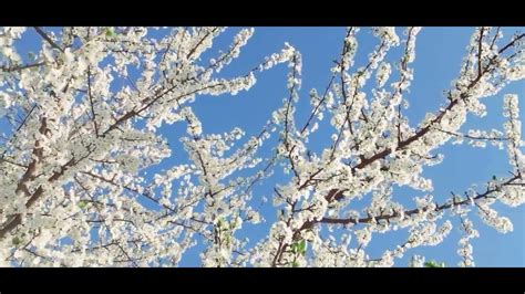 Lulet E Para Te Pranveres